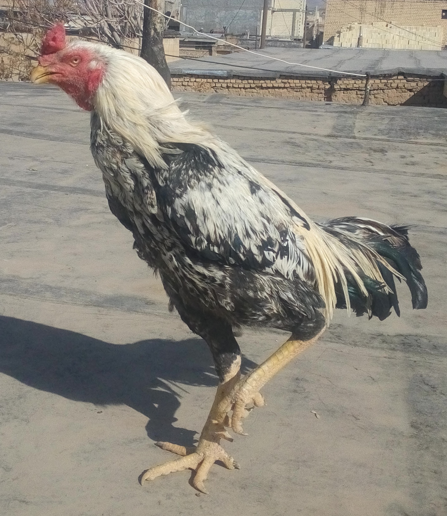 خروس لاری