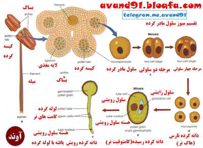 دانه گرده نهاندانگان