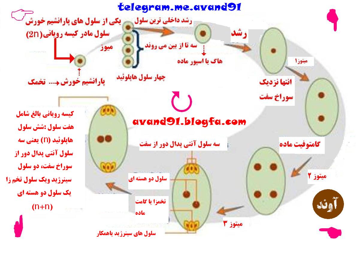 کیسه رویانی