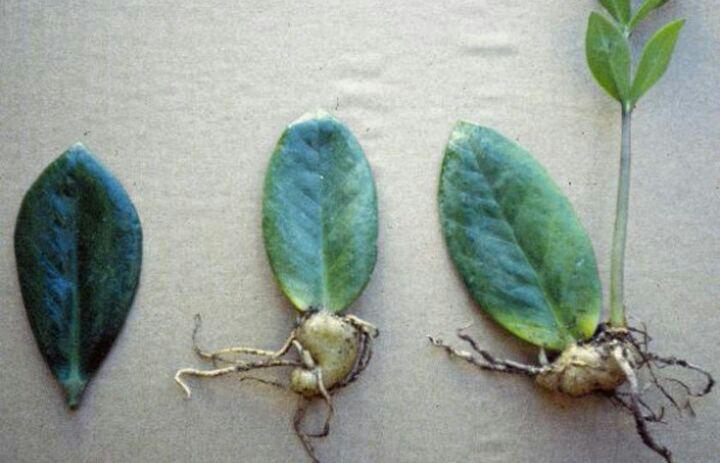🌱زامیفولیا Zamioculcas Zamiifolia 🌱