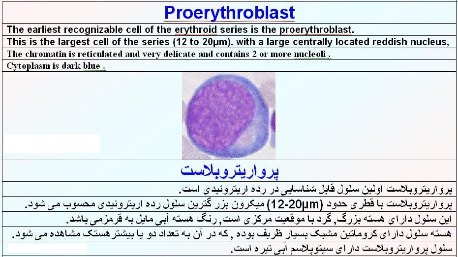 هماتولوژی دانشگاه علوم پزشکی ایلام | هفته سوم اردیبهشت ۱۳۹۵