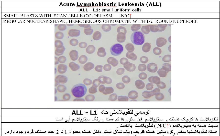 هماتولوژی دانشگاه علوم پزشکی ایلام | هفته سوم اردیبهشت ۱۳۹۵